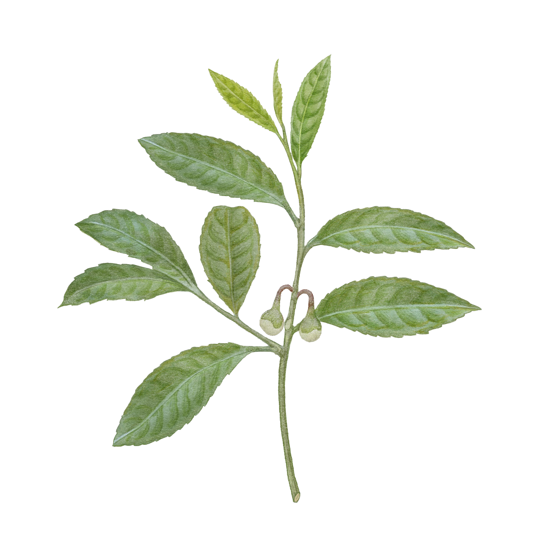What Is Matcha – rocky's matcha
